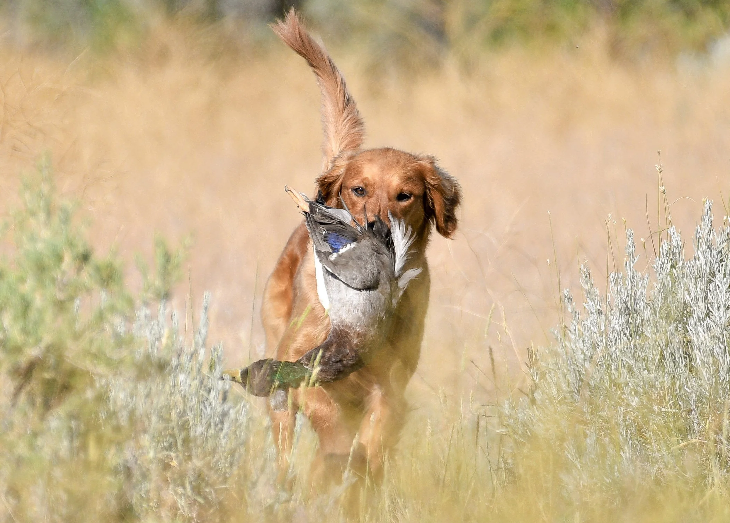 Puppy Application | Mountain Raised Retrievers | Golden Retriever Breeder