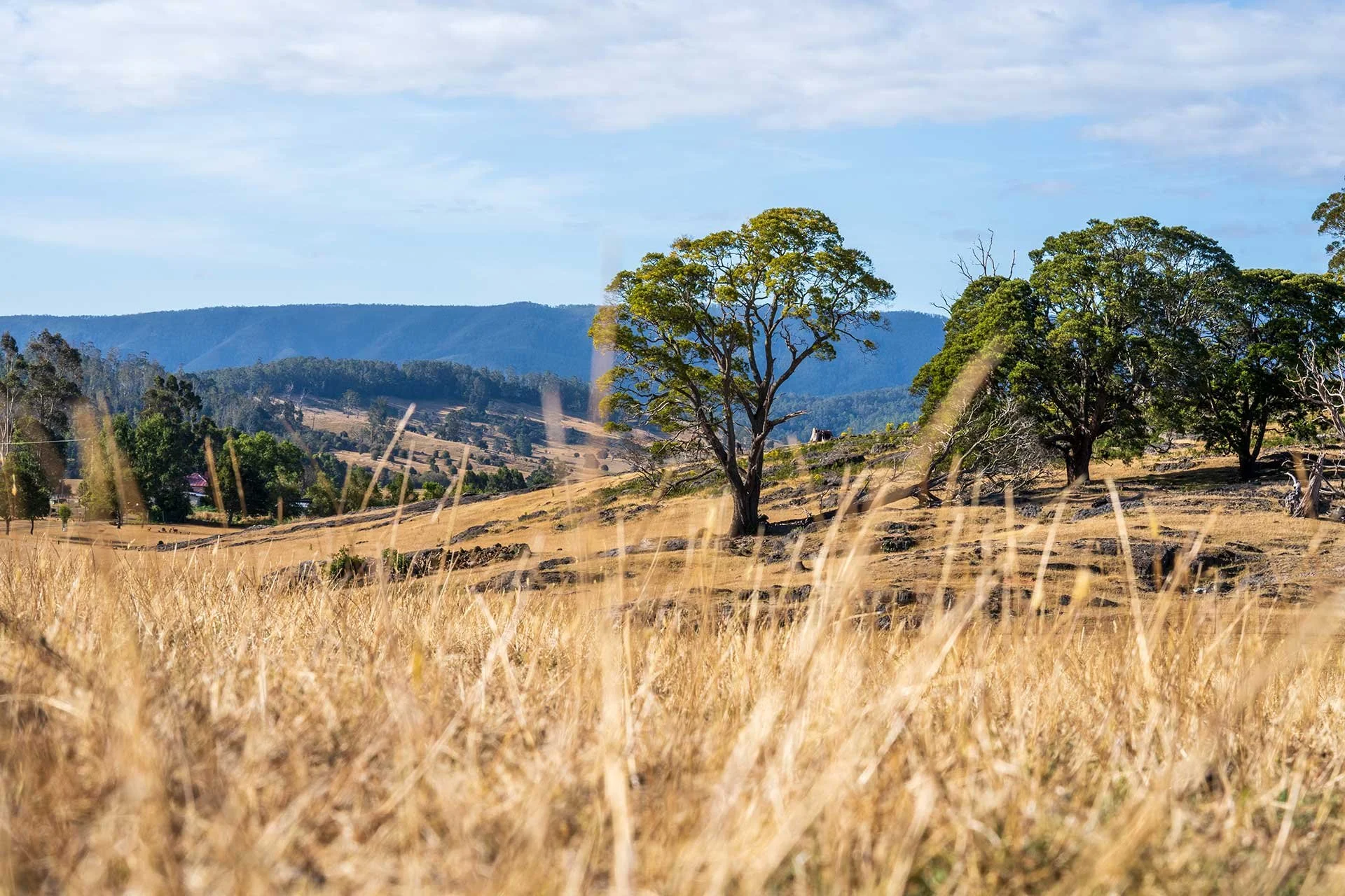 Springfield Deer Farm