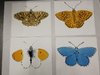 Rebecca Child — Double Elephant Print Workshop