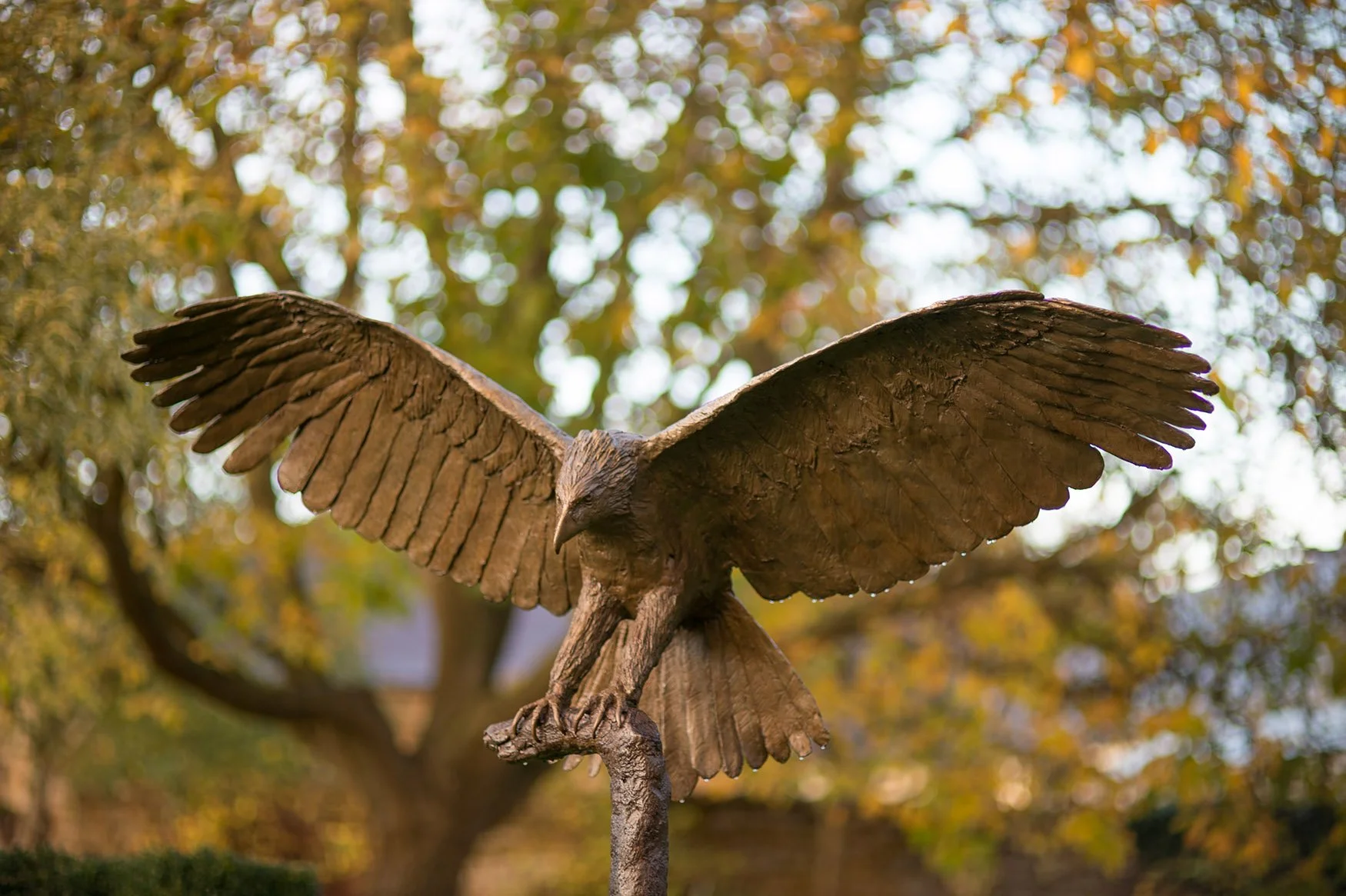 Philippine Eagle Bronze Sculpture — Le Blanc Fine Art