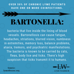 What is Bartonella - Lyme Disease Symptoms | Lyme Warrior | Lyme Warrior.