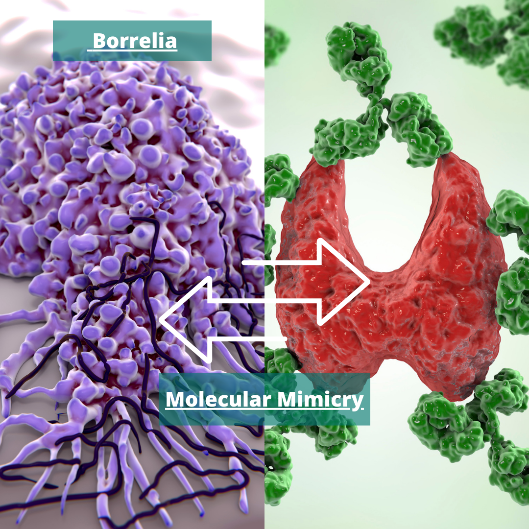 How Lyme Disease can affect the Thyroid | Lyme Warrior.