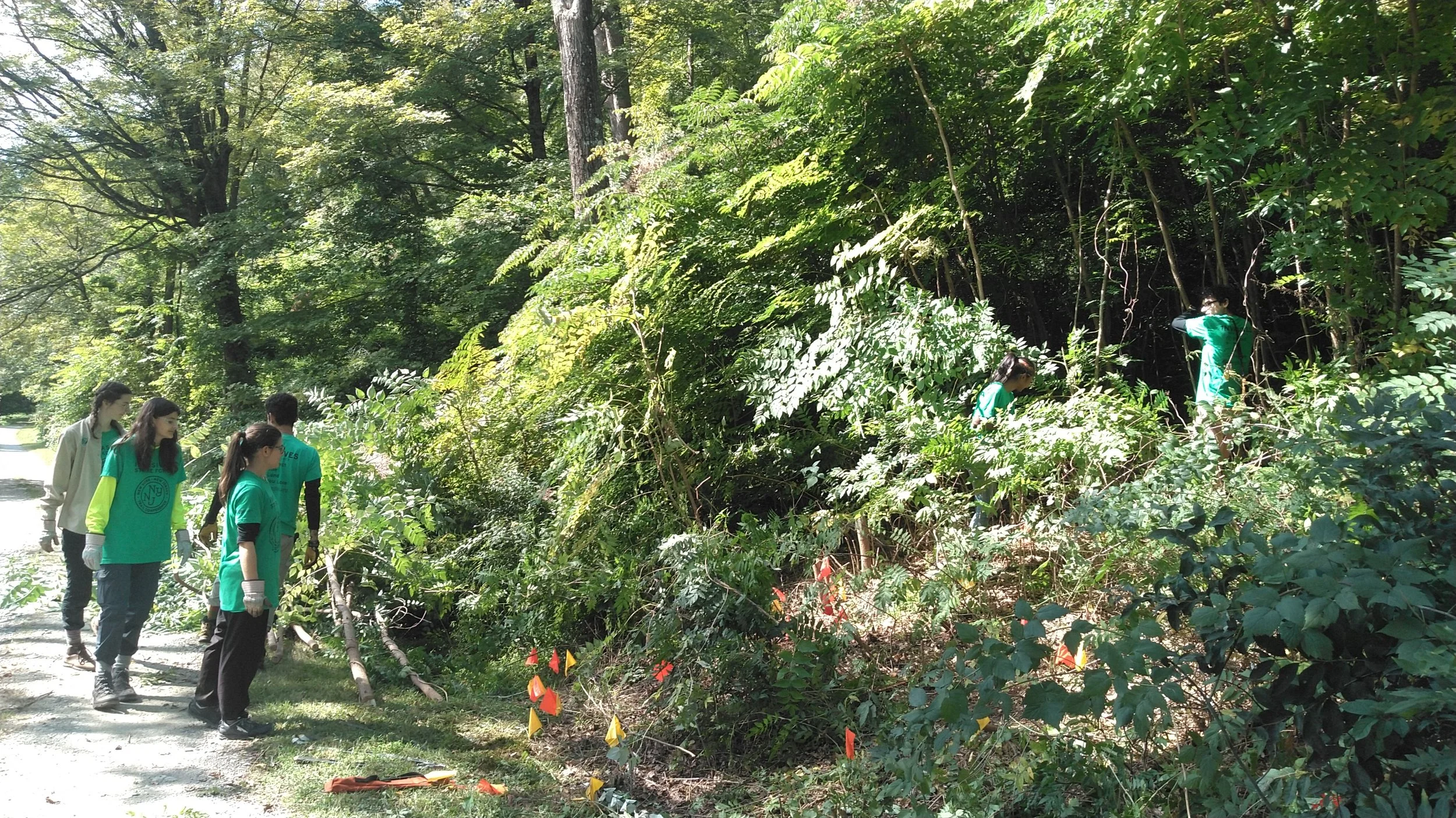 Invasive Species Removal Blitz — Innisfree Garden