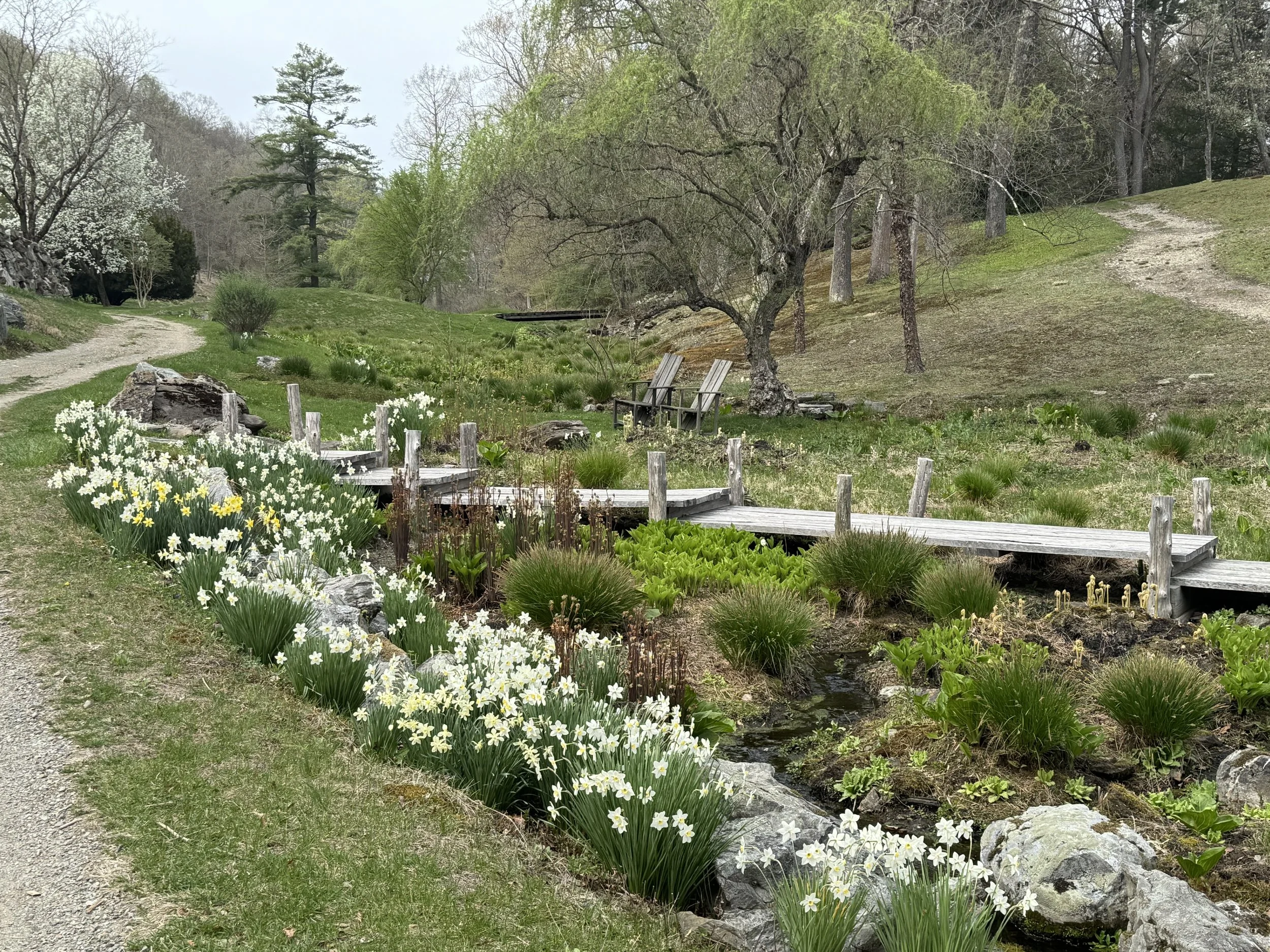 Walk & Talk with a Daffodil Expert — Innisfree Garden