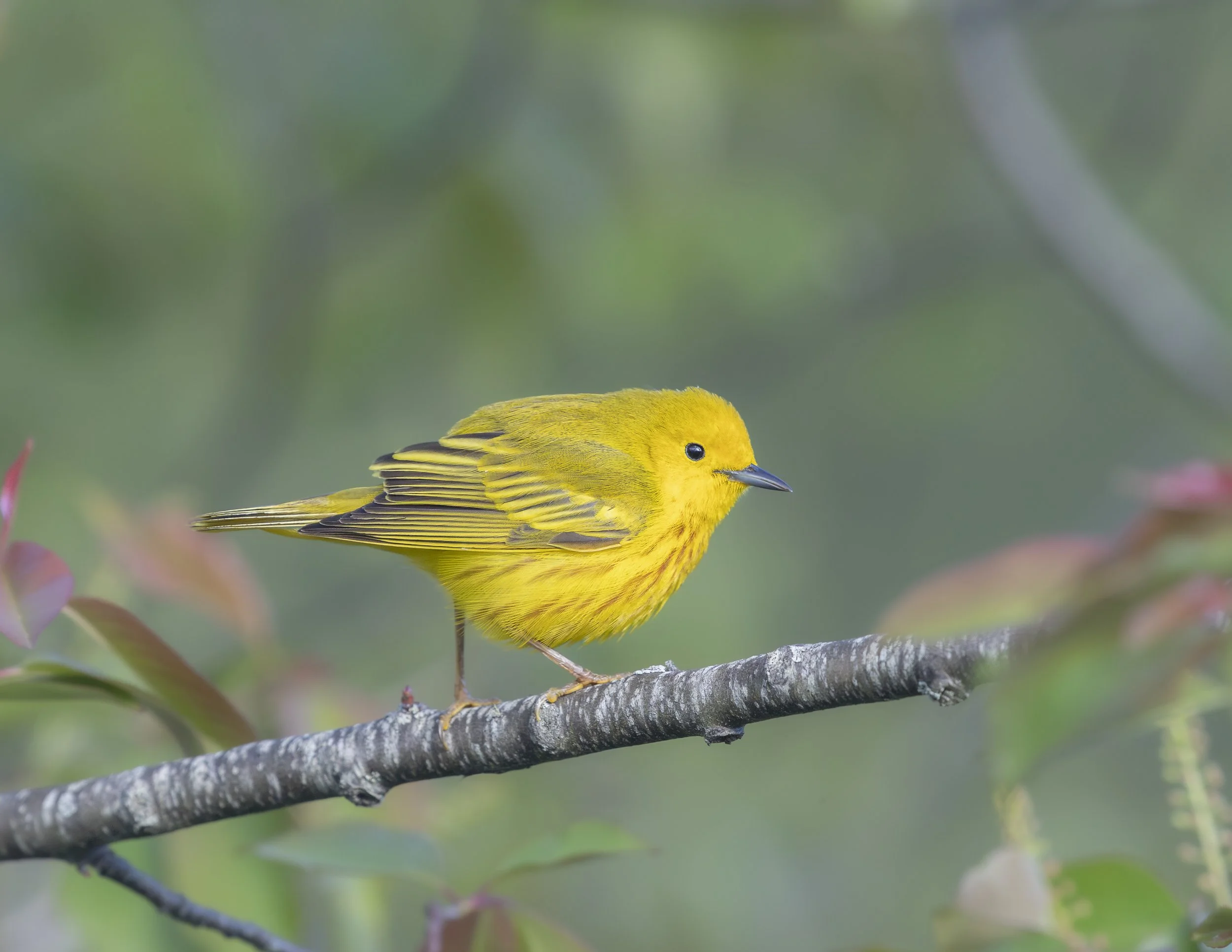 Spring Bird Migration Preview — Innisfree Garden