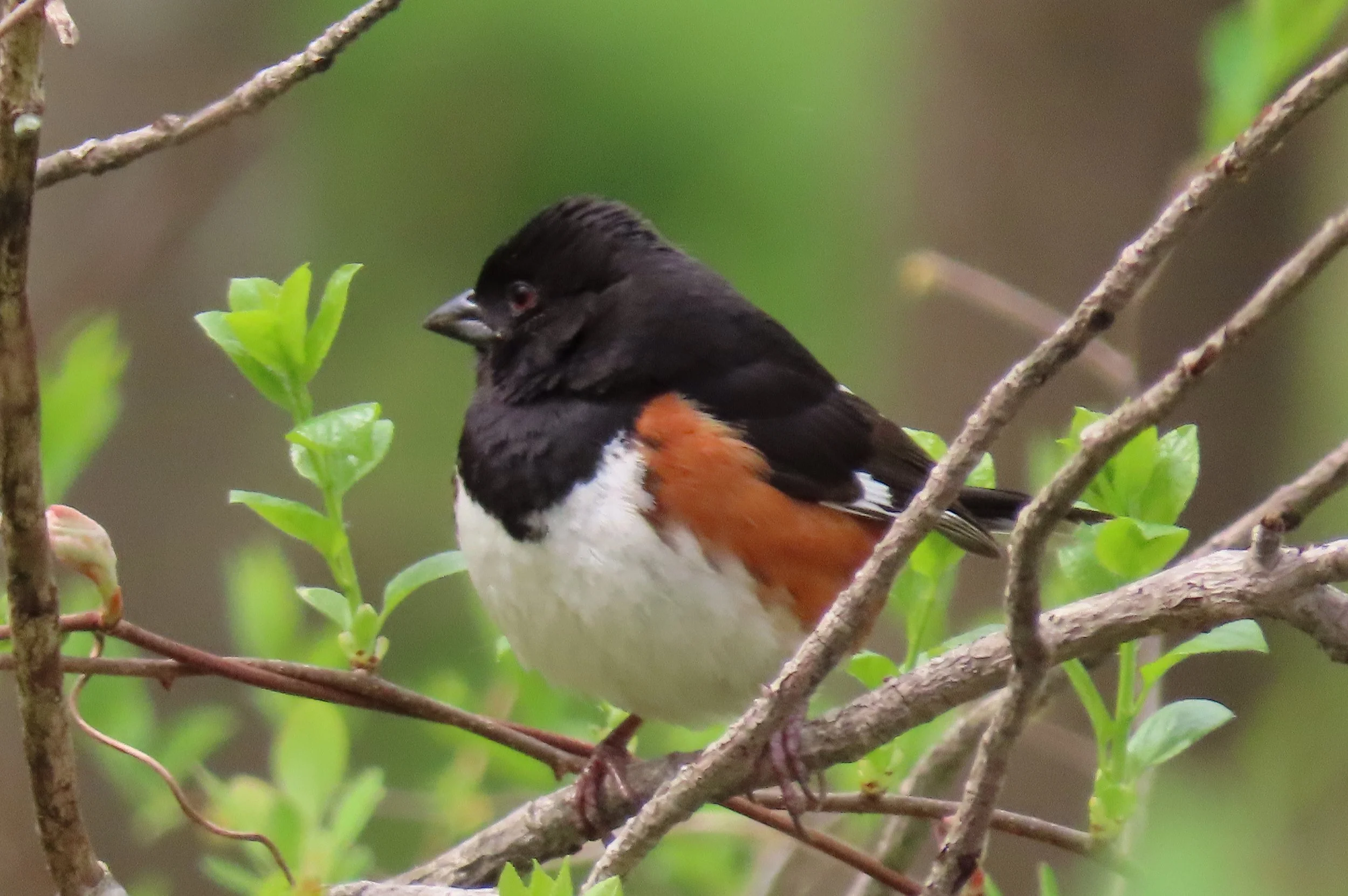 Looking at Nature: A Master Naturalist’s Walk for Varied Mobility ...
