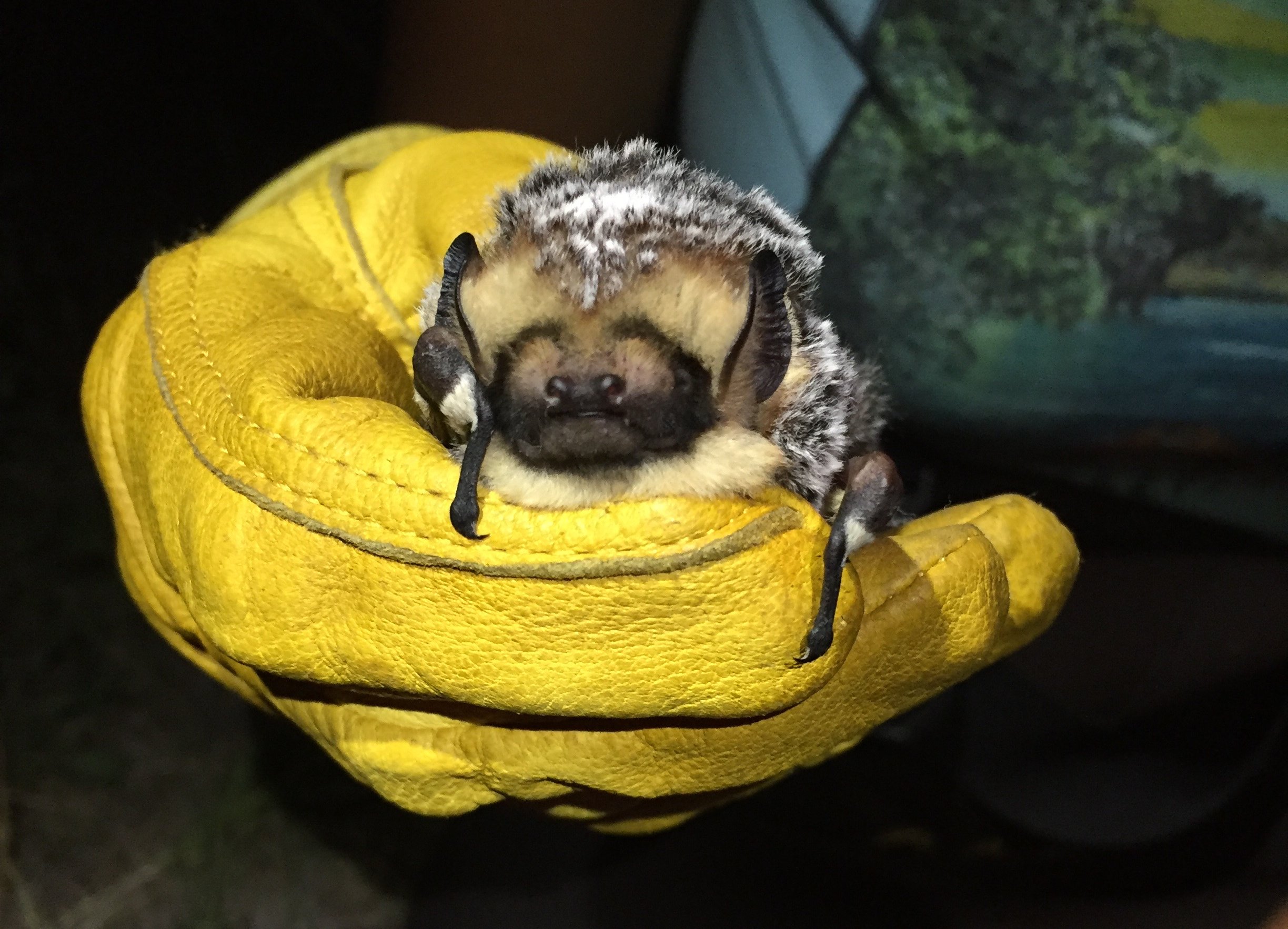 Innisfree Virtual Lecture: The Wonderful World of Bats — Innisfree Garden