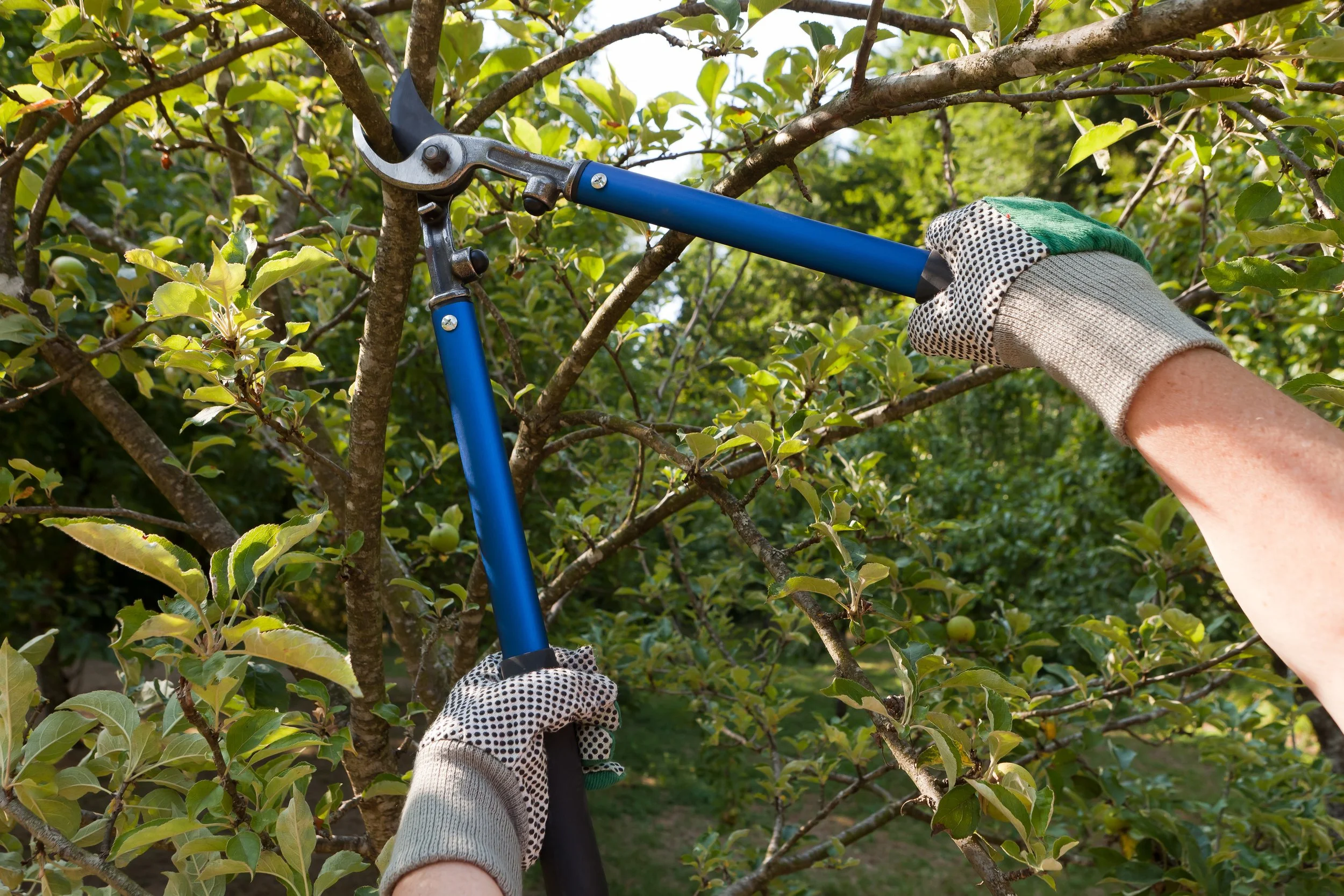 Spring Pruning Basics — Innisfree Garden