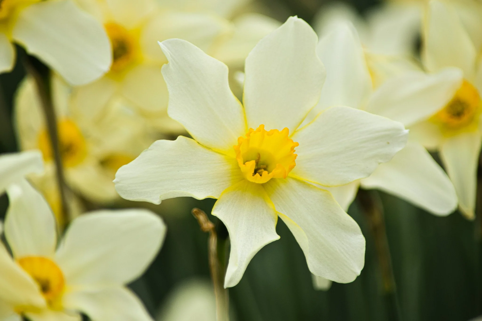Open Daffodil Viewing Weekend — Innisfree Garden