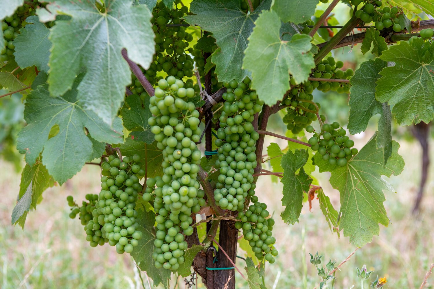 The Vineyard — Ultima Pietra