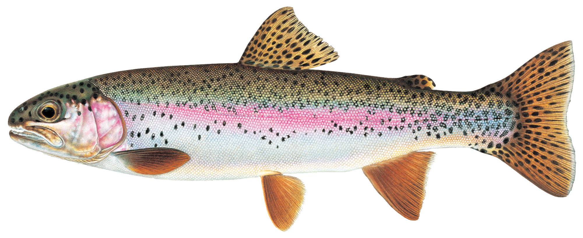 Top 10 Fish to Catch in Idaho — Go Fish Idaho