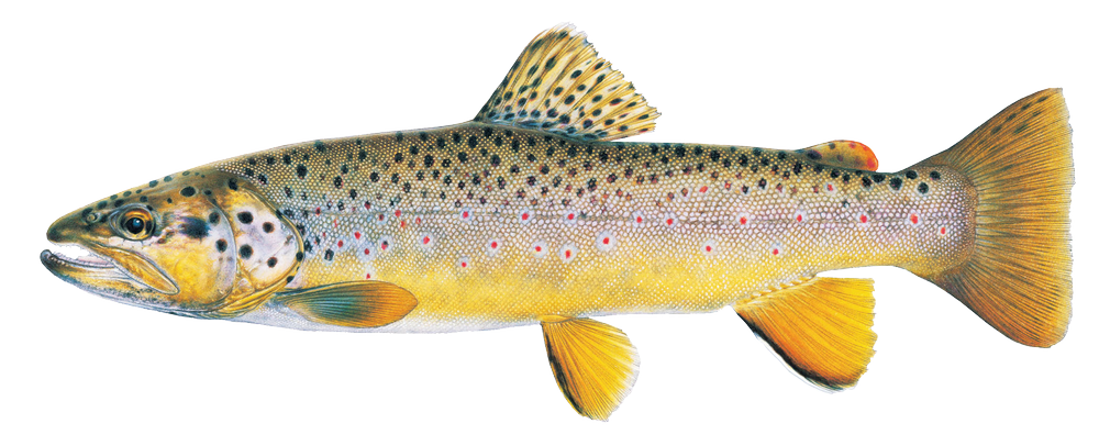 Top 10 Fish to Catch in Idaho — Go Fish Idaho