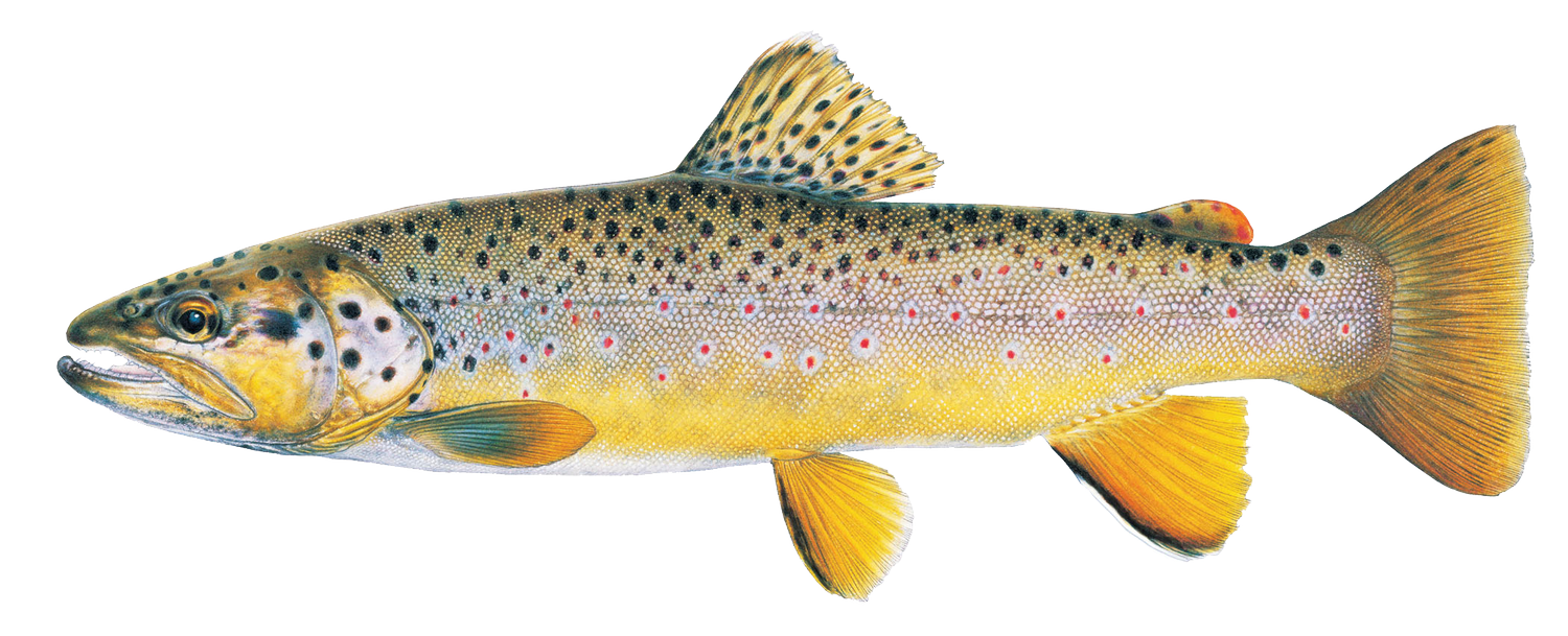 Top 10 Fish to Catch in Idaho — Go Fish Idaho