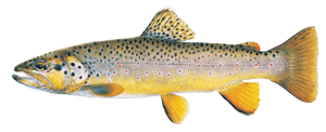 Top 10 Fish to Catch in Idaho — Go Fish Idaho