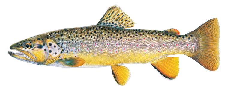 Top 10 Fish to Catch in Idaho — Go Fish Idaho