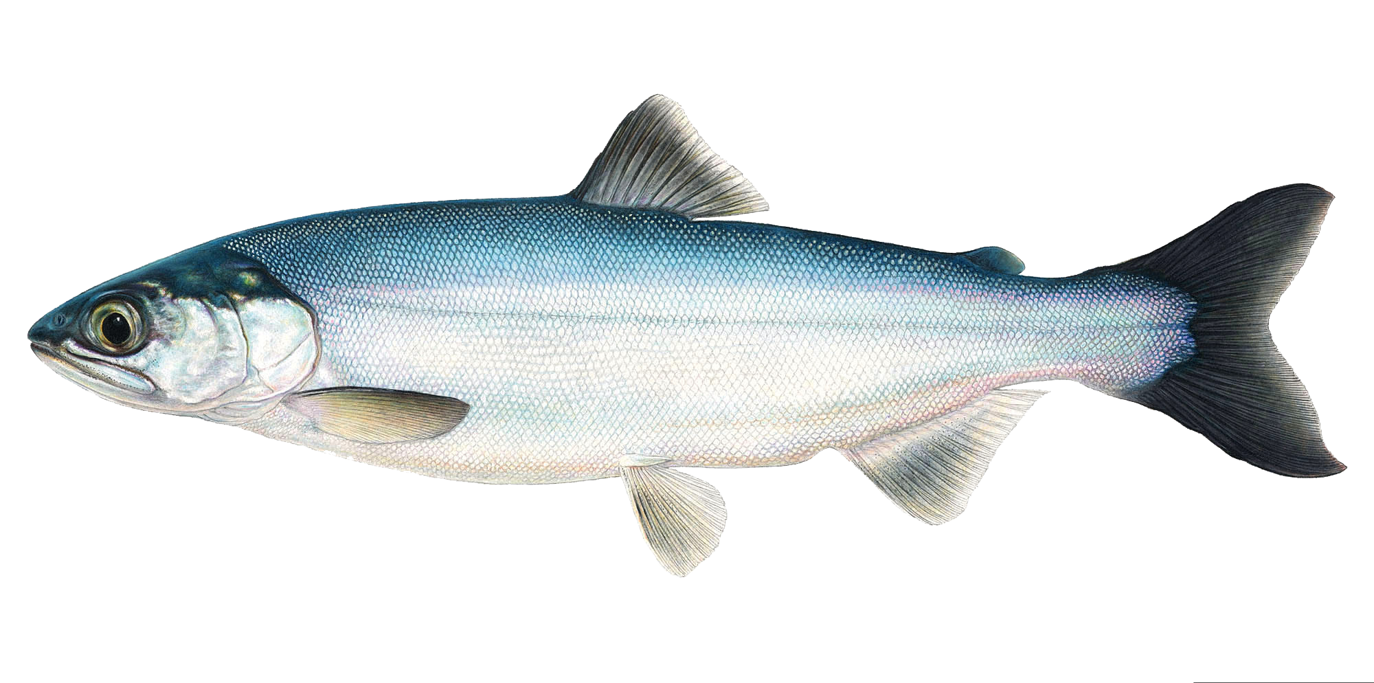 Top 10 Fish to Catch in Idaho — Go Fish Idaho