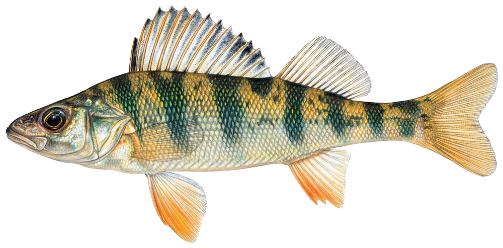 Top 10 Fish to Catch in Idaho — Go Fish Idaho
