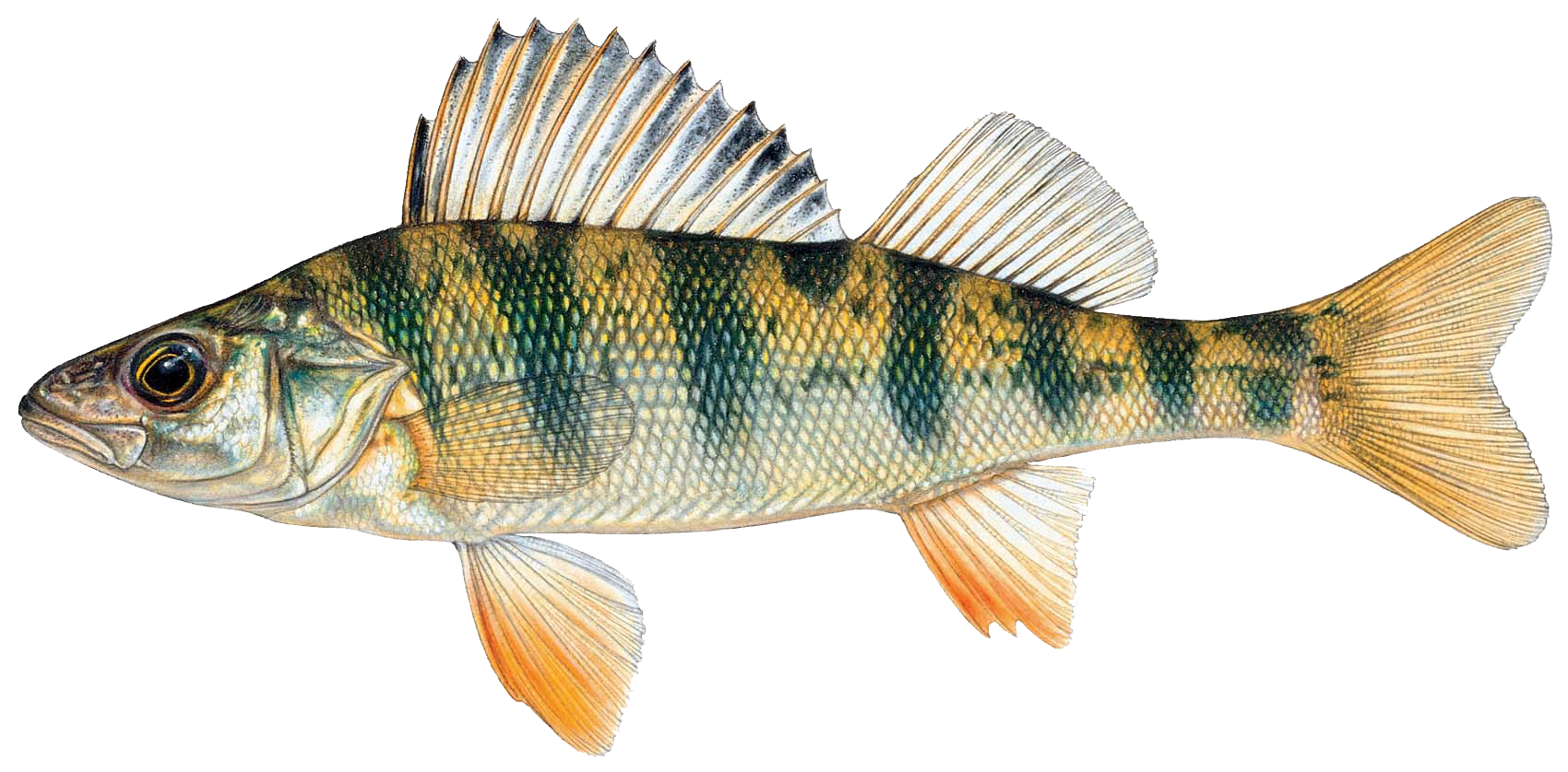Top 10 Fish to Catch in Idaho — Go Fish Idaho