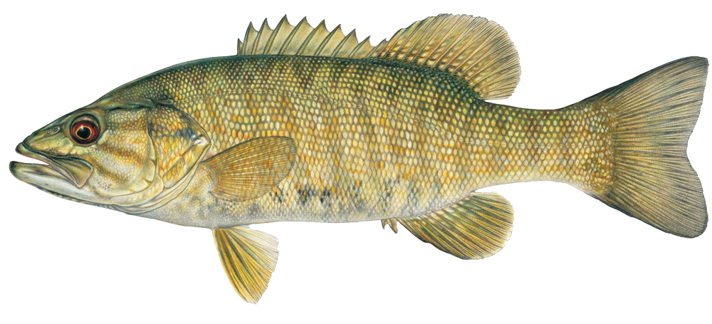 Top 10 Fish to Catch in Idaho — Go Fish Idaho