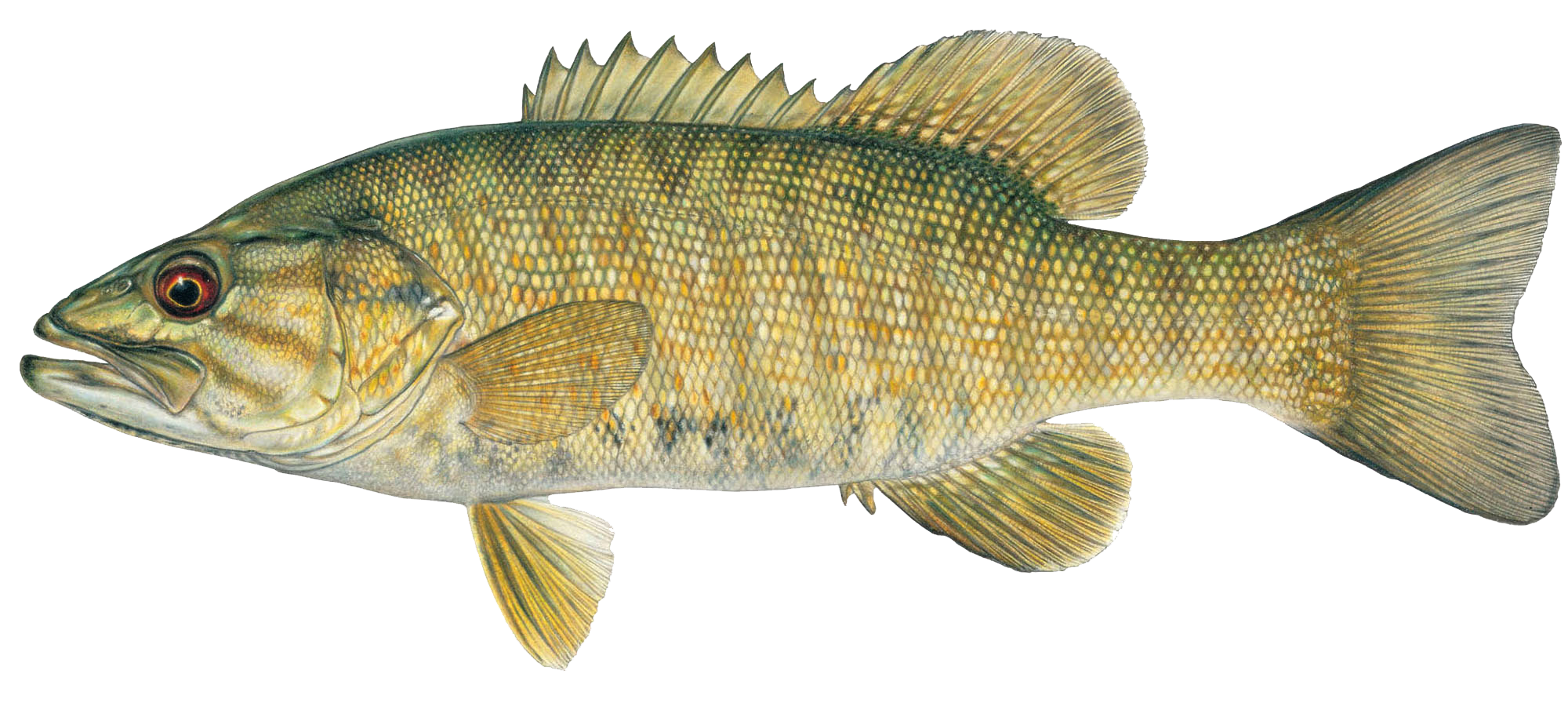 Top 10 Fish to Catch in Idaho — Go Fish Idaho