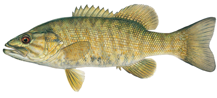 Top 10 Fish to Catch in Idaho — Go Fish Idaho