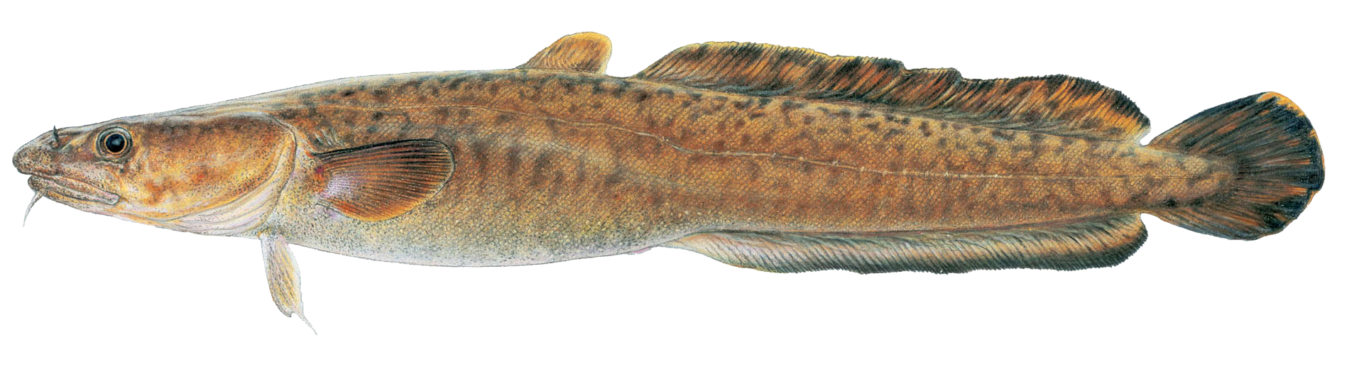 Top 10 Fish to Catch in Idaho — Go Fish Idaho