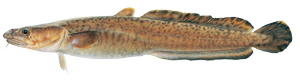 Top 10 Fish to Catch in Idaho — Go Fish Idaho
