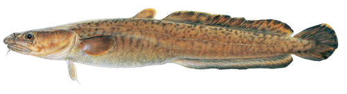 Top 10 Fish to Catch in Idaho — Go Fish Idaho