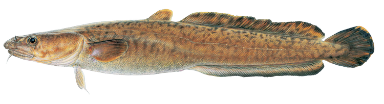 Top 10 Fish to Catch in Idaho — Go Fish Idaho