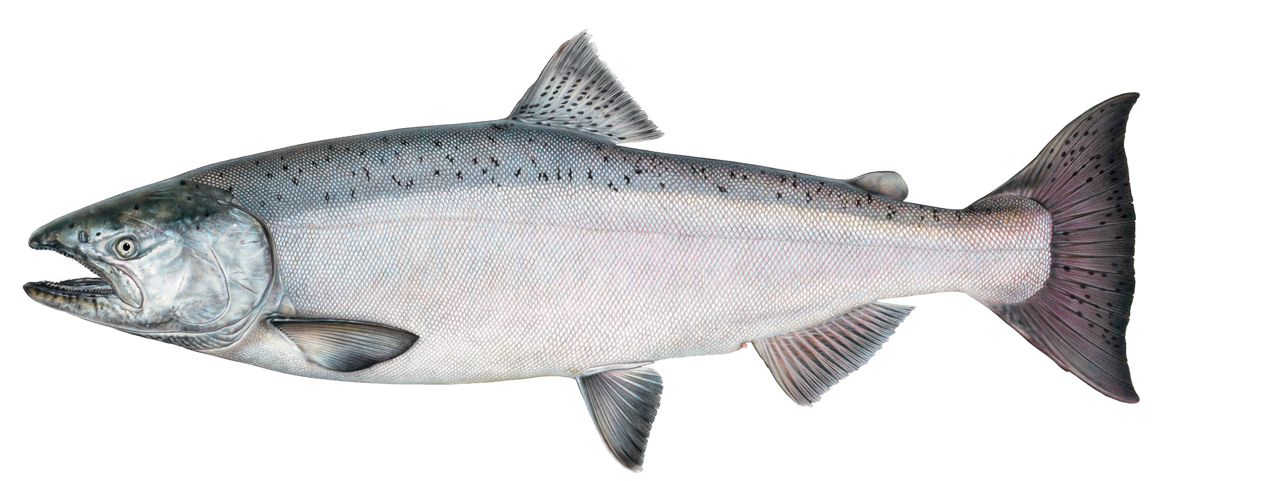 Top 10 Fish to Catch in Idaho — Go Fish Idaho
