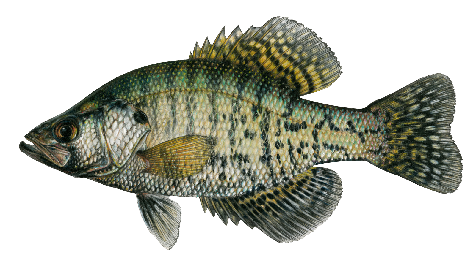 Top 10 Fish to Catch in Idaho — Go Fish Idaho