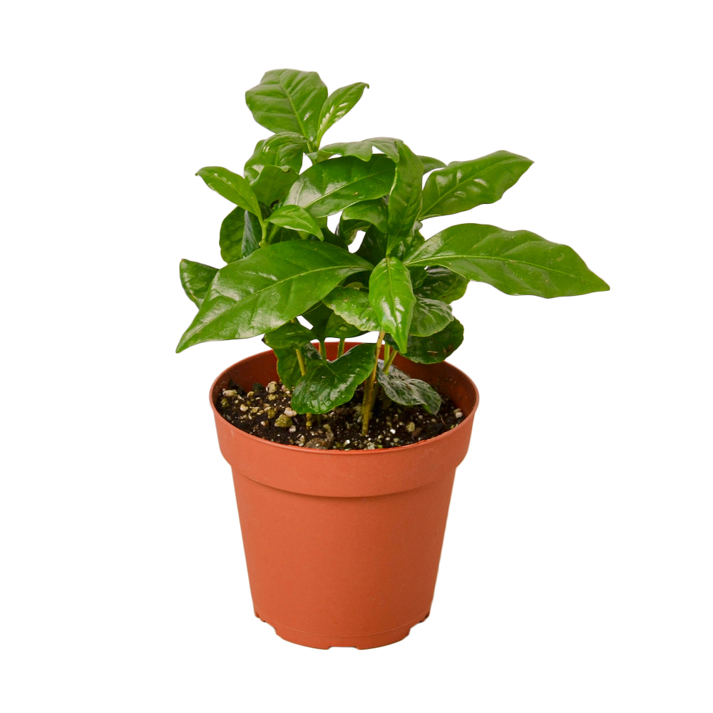 Spiral 'Fibonacci' Cactus Houseplant — The Zen Succulent | Low ...