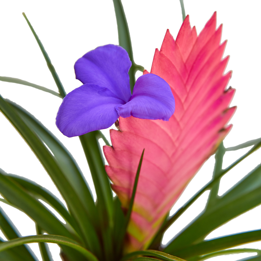 Spiral 'Fibonacci' Cactus Houseplant — The Zen Succulent | Low ...
