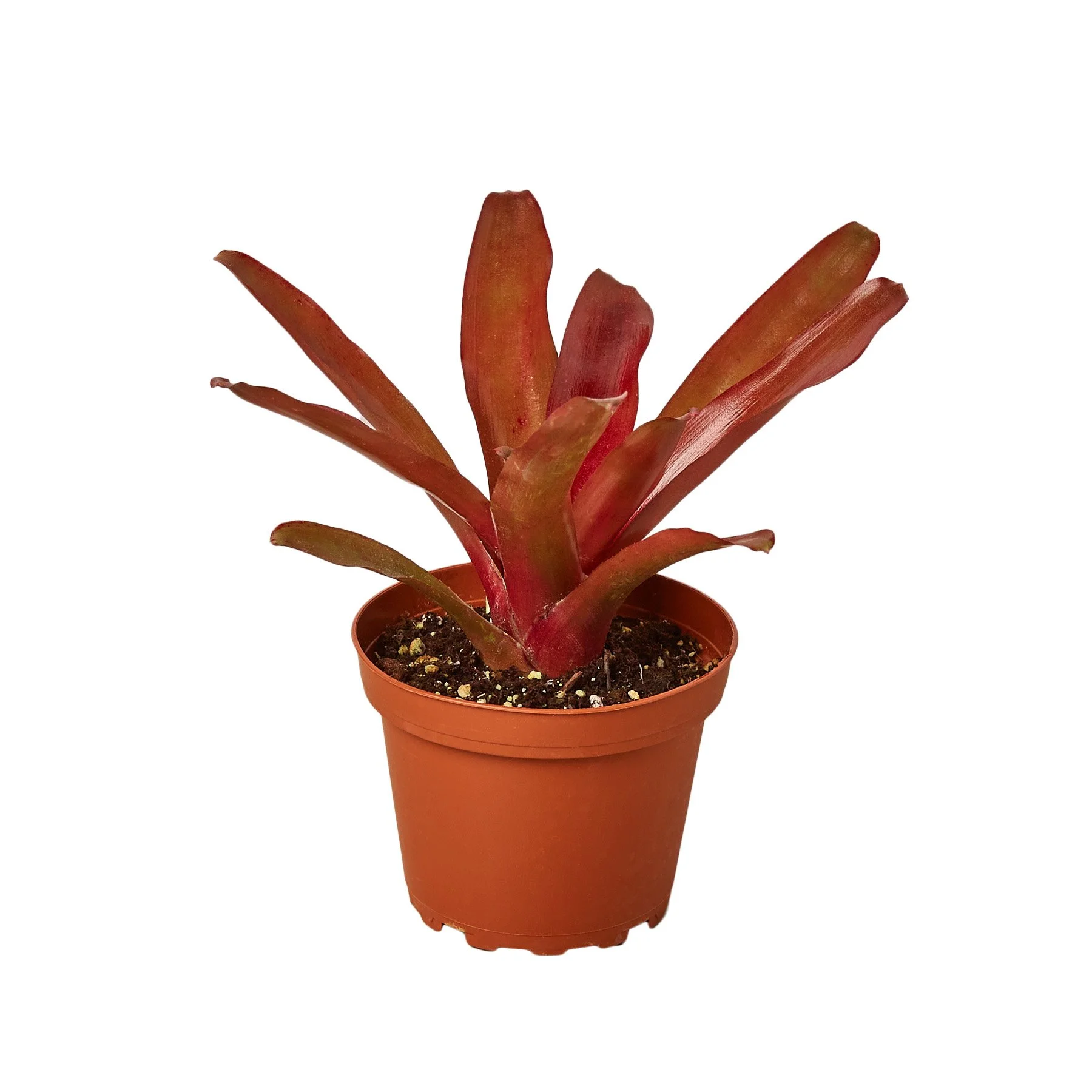 Spiral 'Fibonacci' Cactus Houseplant — The Zen Succulent | Low ...