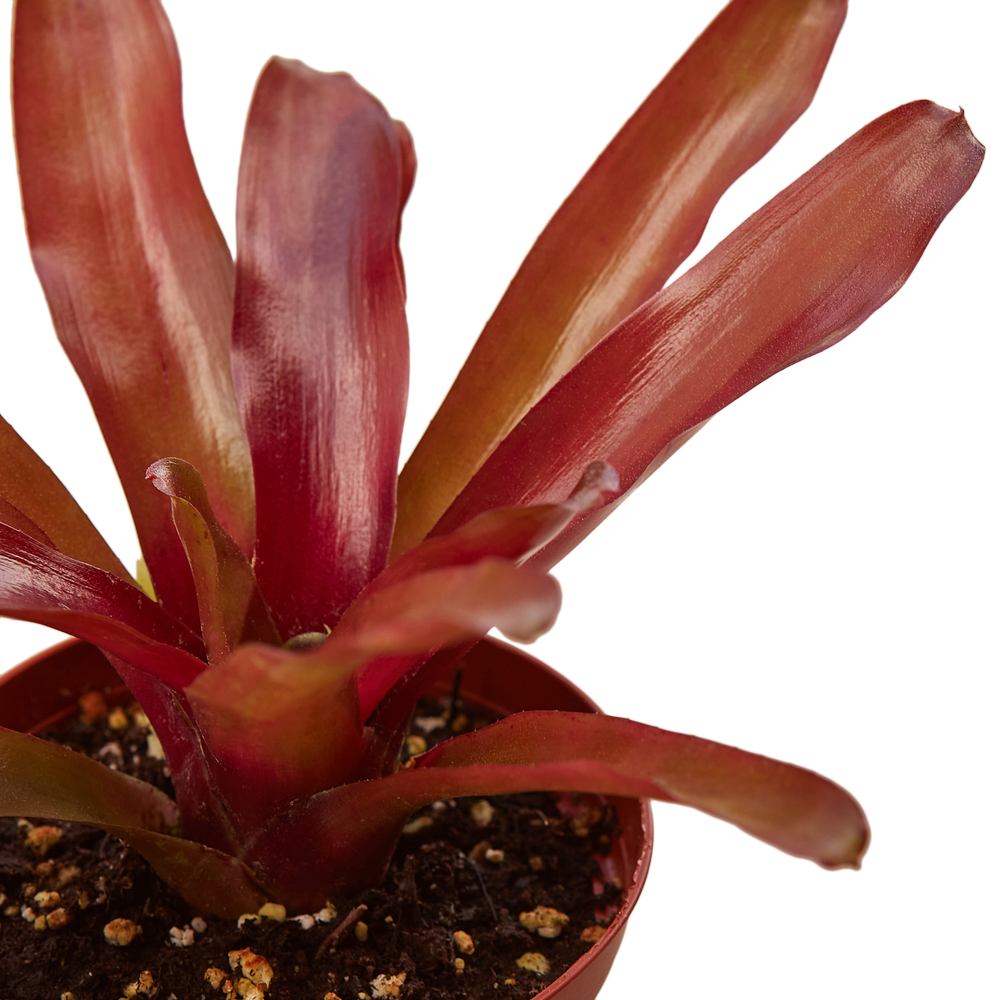 Spiral 'Fibonacci' Cactus Houseplant — The Zen Succulent | Low ...
