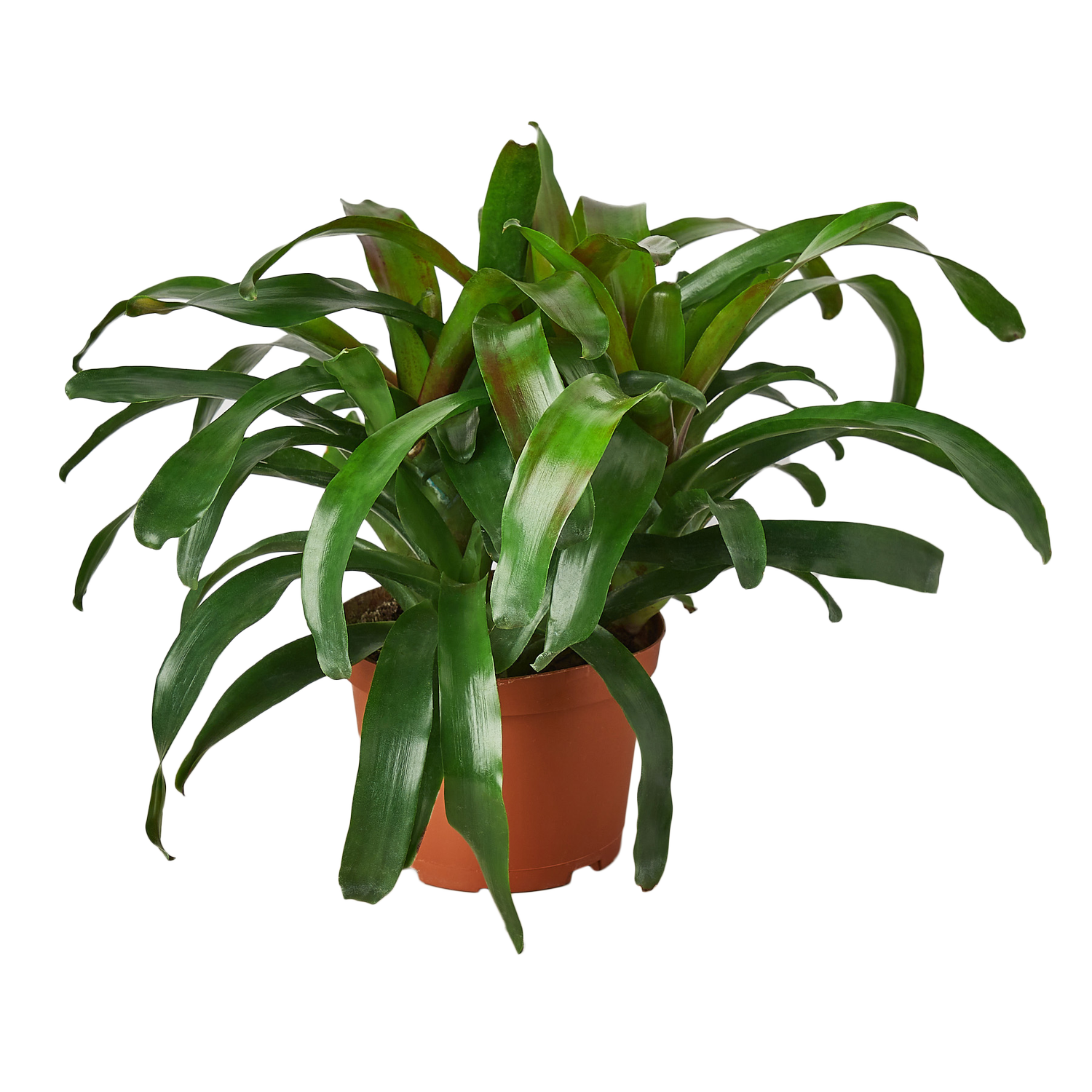 Spiral 'Fibonacci' Cactus Houseplant — The Zen Succulent | Low ...