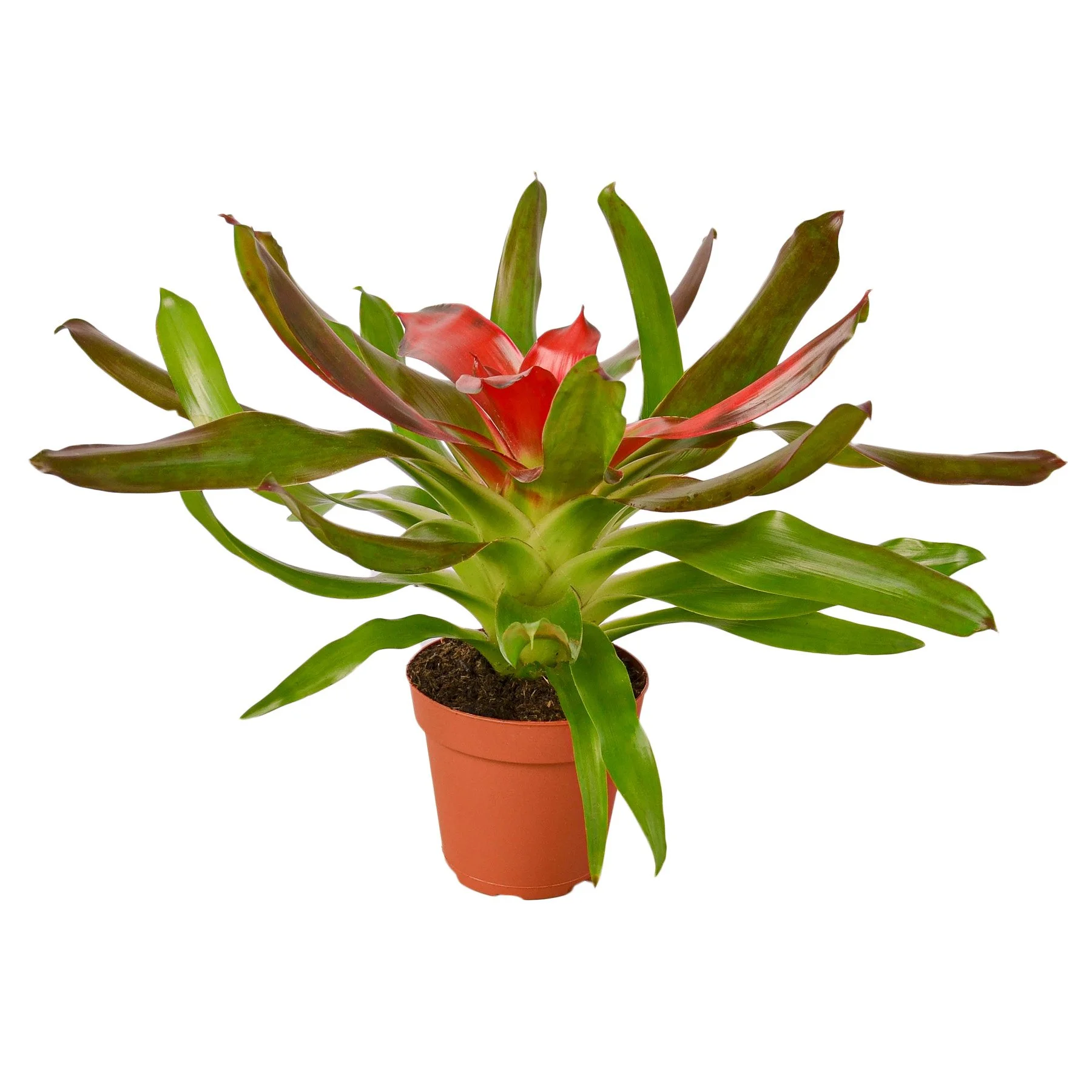 Spiral 'Fibonacci' Cactus Houseplant — The Zen Succulent | Low ...
