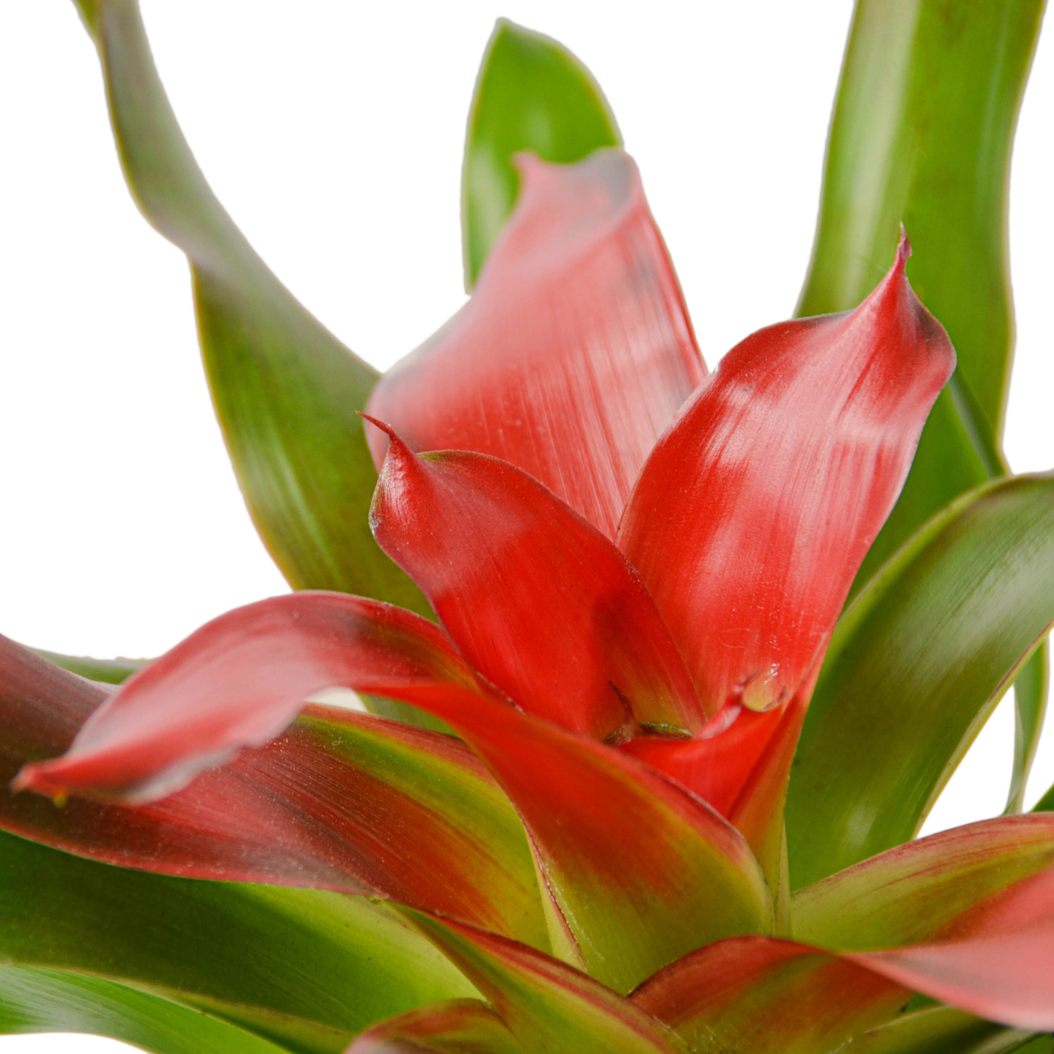 Spiral 'Fibonacci' Cactus Houseplant — The Zen Succulent | Low ...