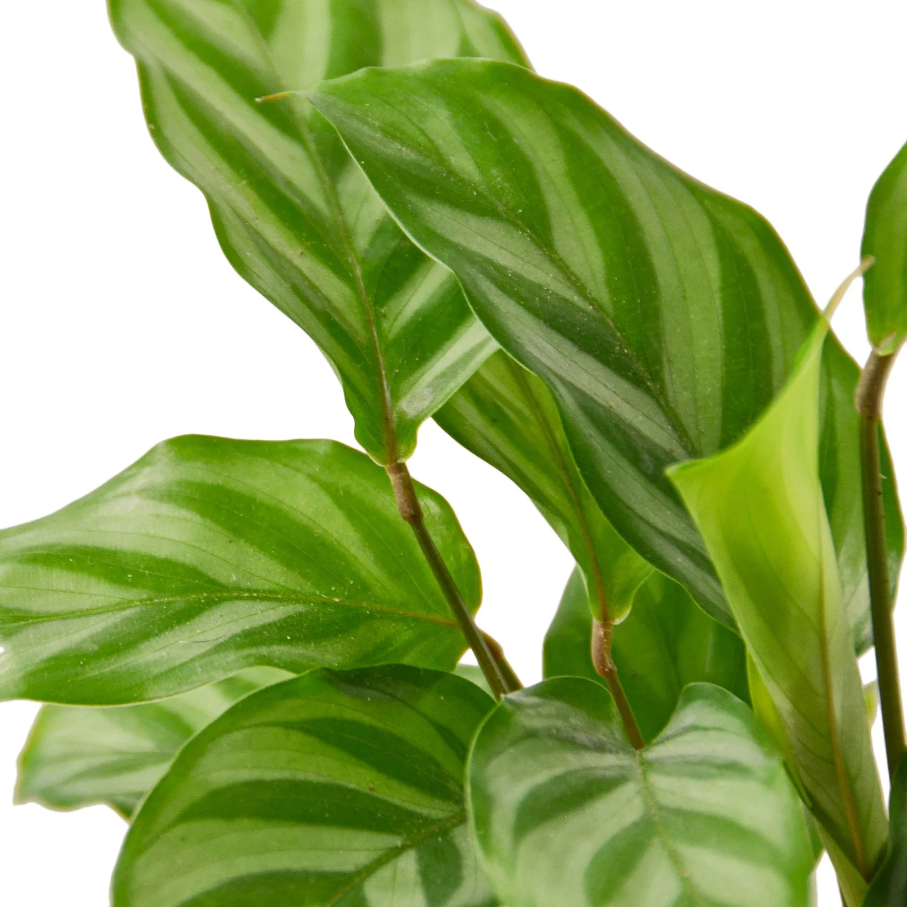 Spiral 'Fibonacci' Cactus Houseplant — The Zen Succulent | Low ...