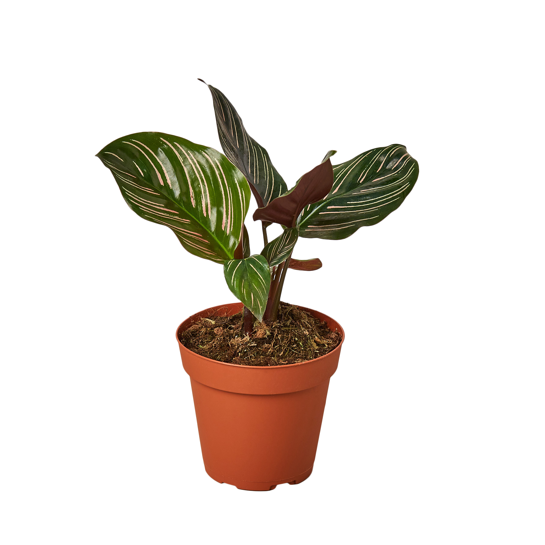 Spiral 'Fibonacci' Cactus Houseplant — The Zen Succulent | Low ...