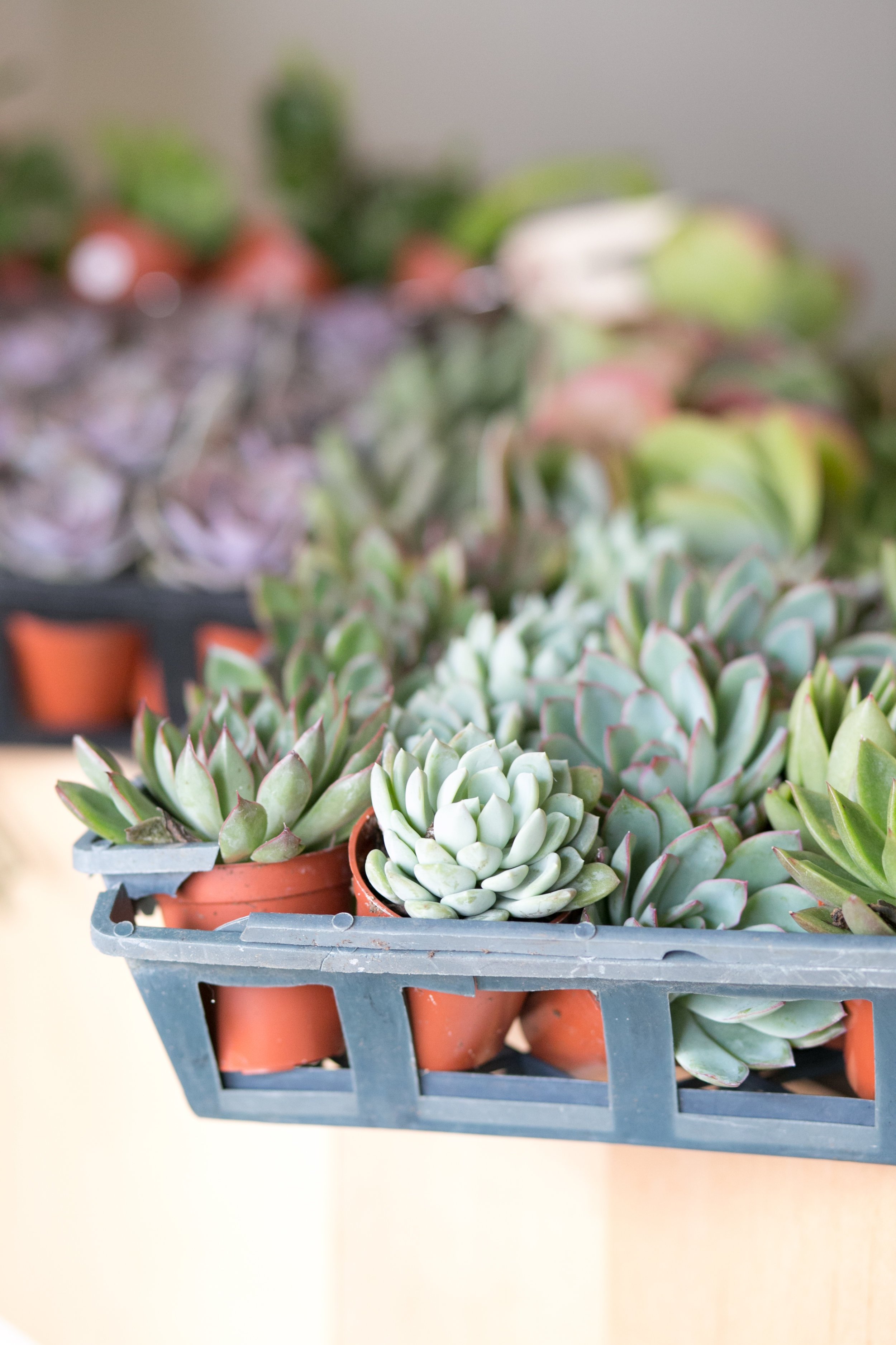 From the Potting Shed - The ZEN Succulent Blog — The Zen Succulent ...