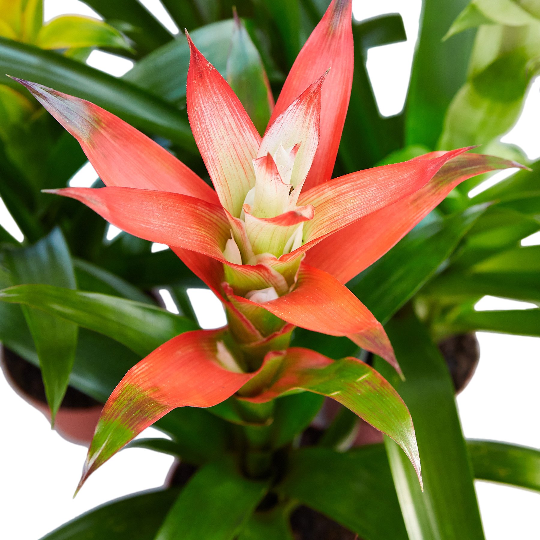 Spiral 'Fibonacci' Cactus Houseplant — The Zen Succulent | Low ...