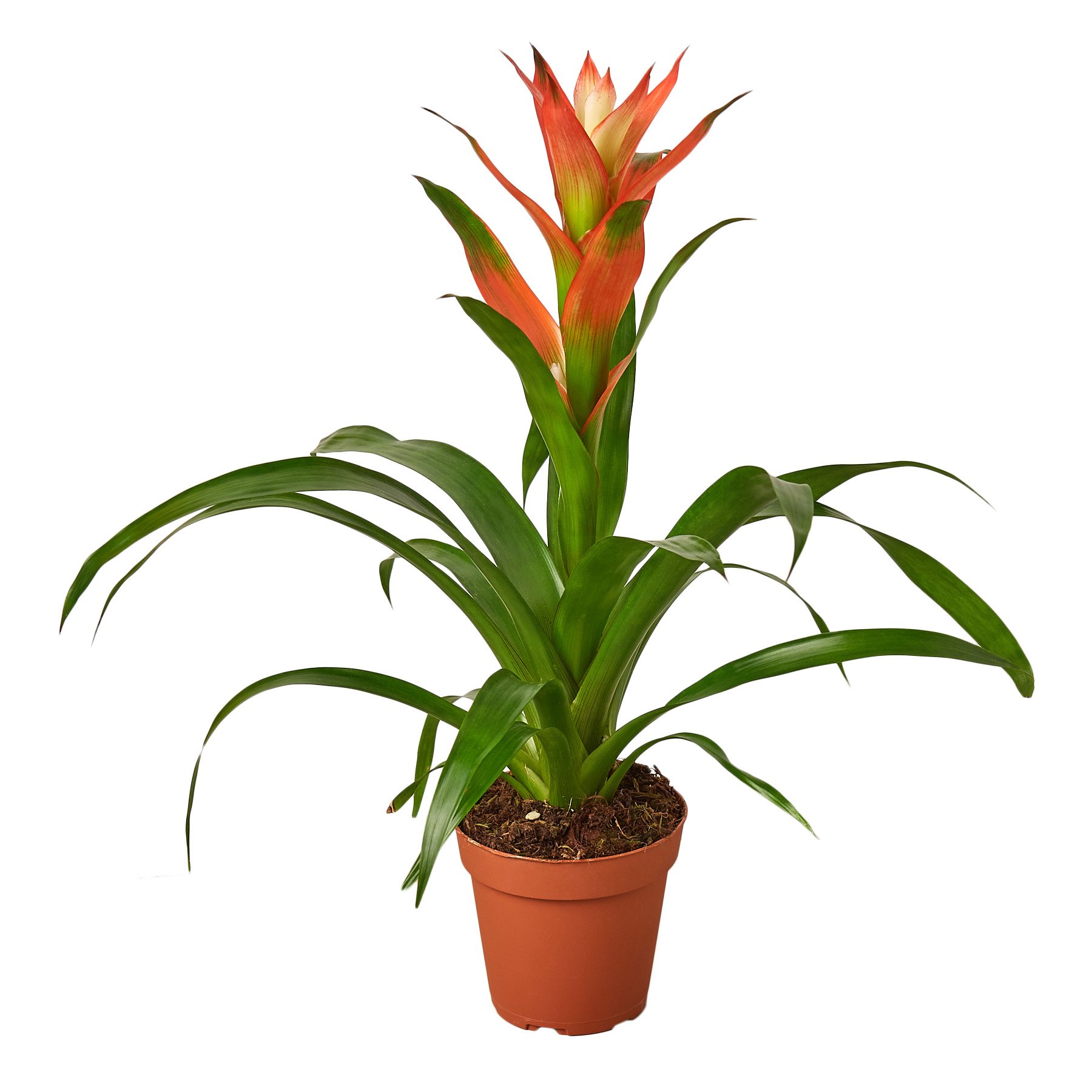 Spiral 'Fibonacci' Cactus Houseplant — The Zen Succulent | Low ...
