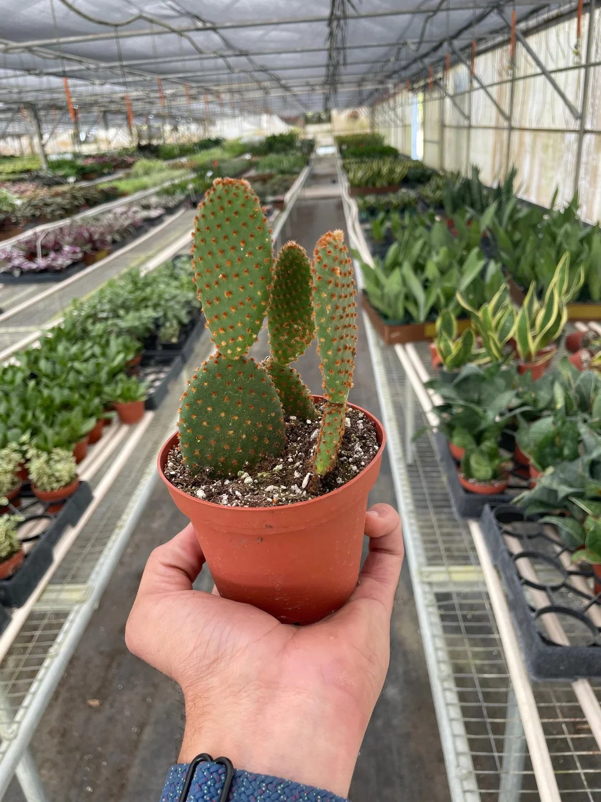 Spiral 'Fibonacci' Cactus Houseplant — The Zen Succulent | Low ...