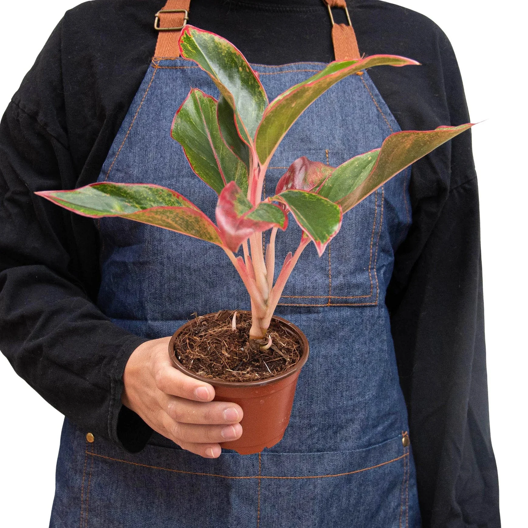 Chinese Evergreen 'Maria' Houseplant — The Zen Succulent | Low ...