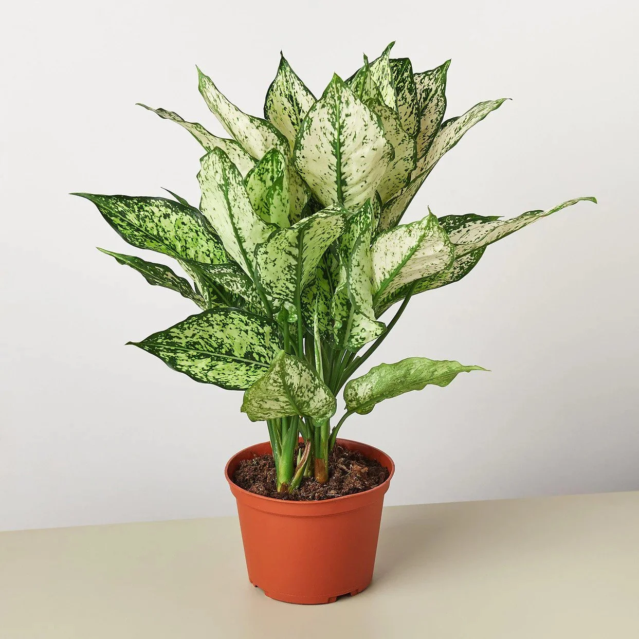 Chinese Evergreen ‘First Diamond' Houseplant — The Zen Succulent | Low ...