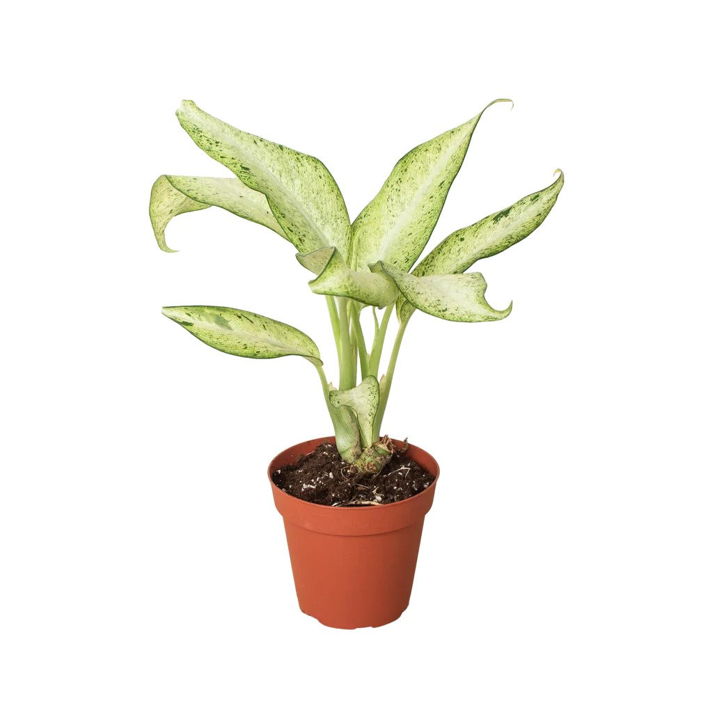 Plant Spotlight of the Week: Dieffenbachia — The Zen Succulent | Low ...