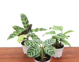 Plant Spotlight of the Week: Calathea — The Zen Succulent | Low ...