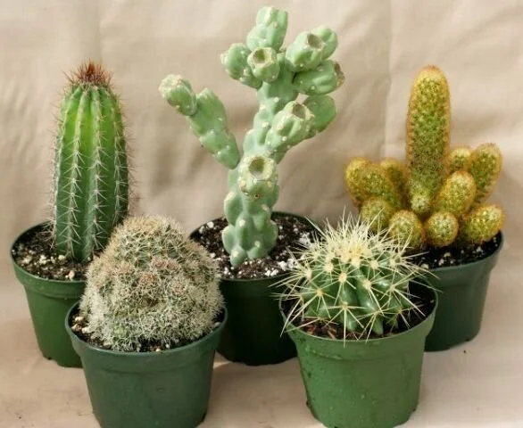 Plant Tip Tuesday: Caring for Cacti — The Zen Succulent | Low ...