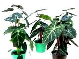 Plant Tip Tuesday: Top 7 Most High Maintenance Houseplants — The Zen ...